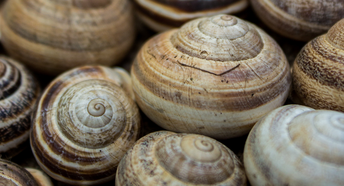 Pathologies Rust Moth