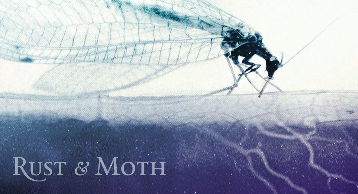 Whale Watching – Rust & Moth